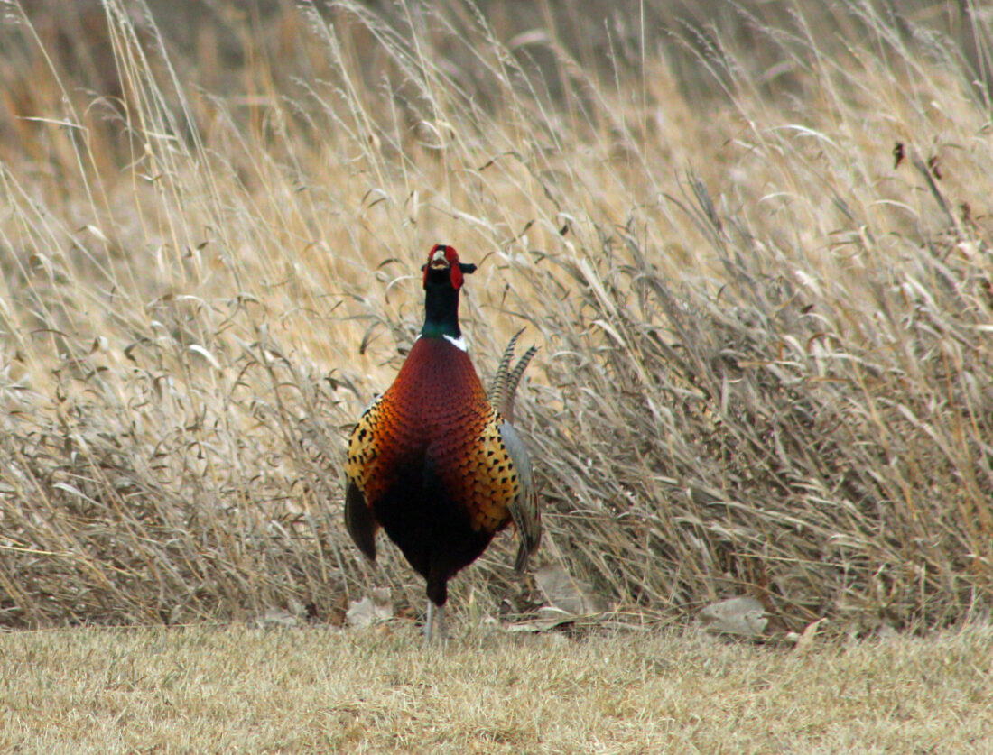Crowing counts up statewide | News, Sports, Jobs - Minot Daily News